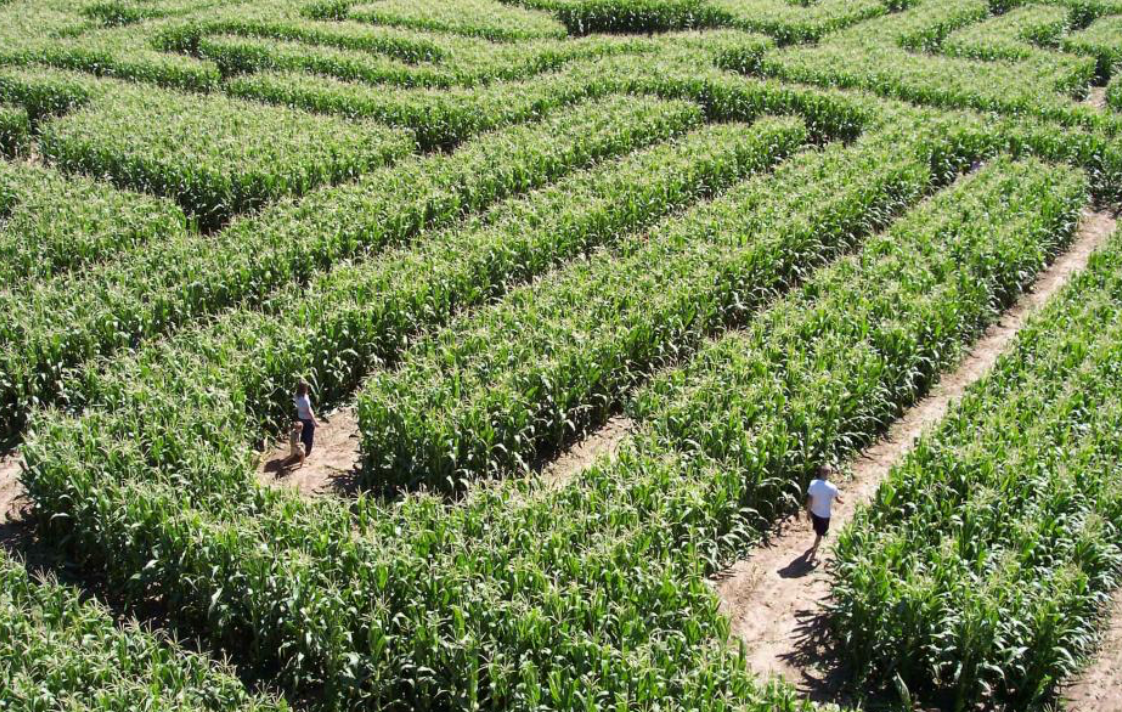 Custom Corn Maze – The MAiZE